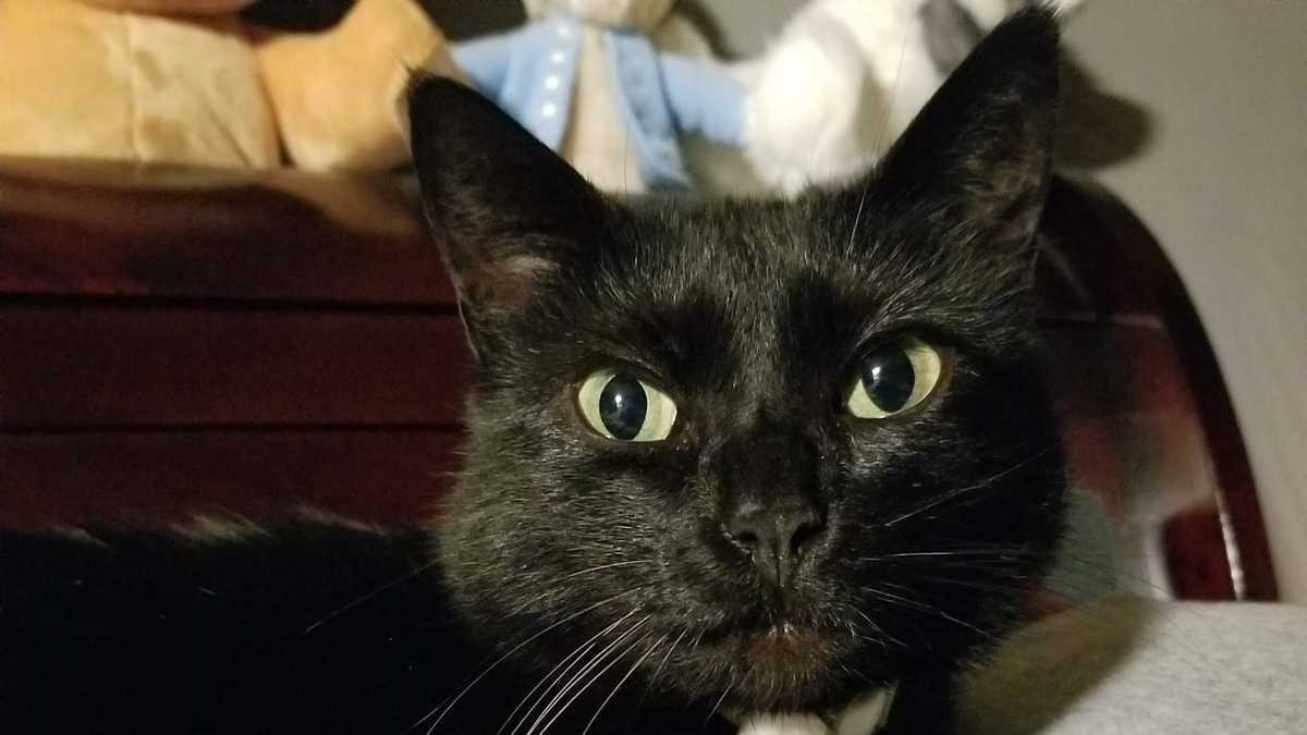 Lost and Found Pets in the WXII 12 Community