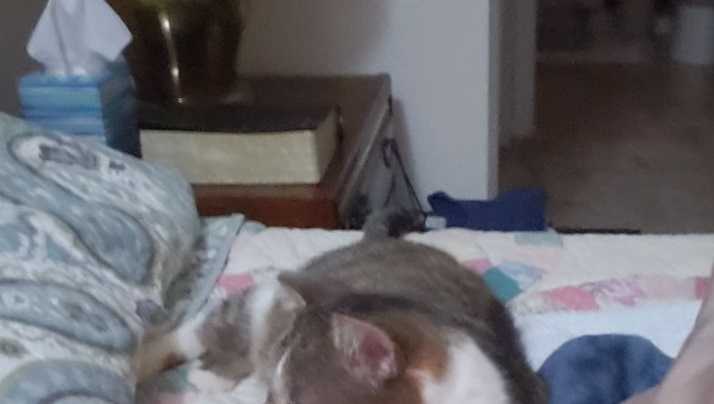 Lost and Found Pets in the WXII 12 Community
