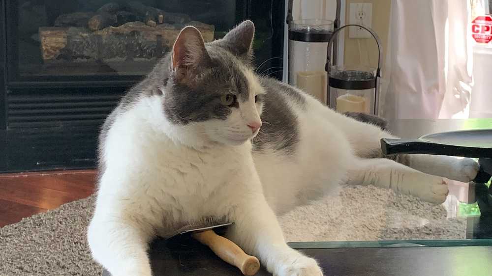 Lost and Found Pets in the WXII 12 Community