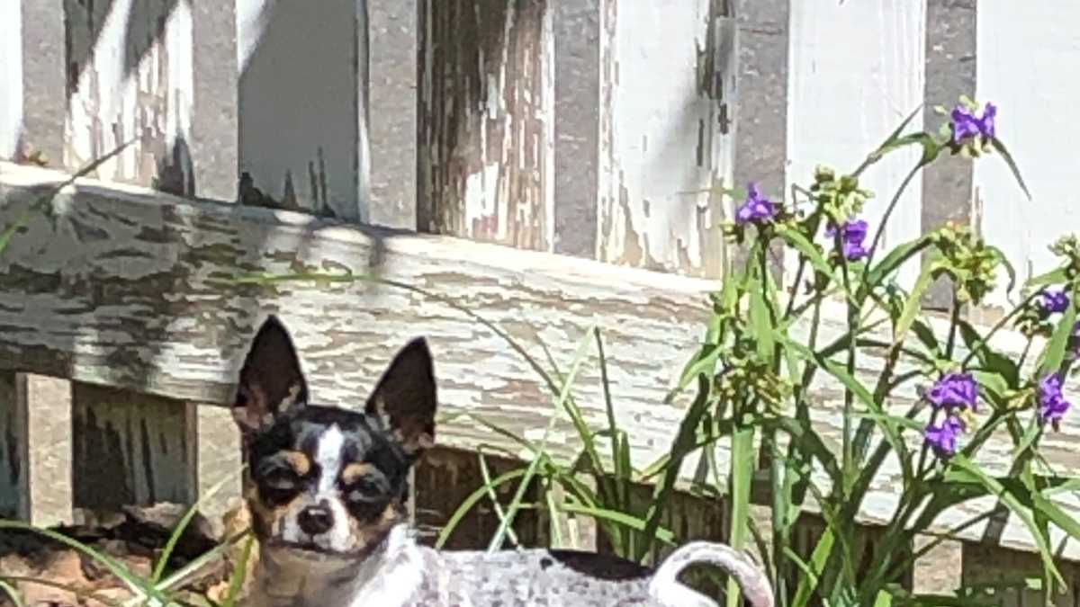 Lost and Found Pets in the WXII 12 Community