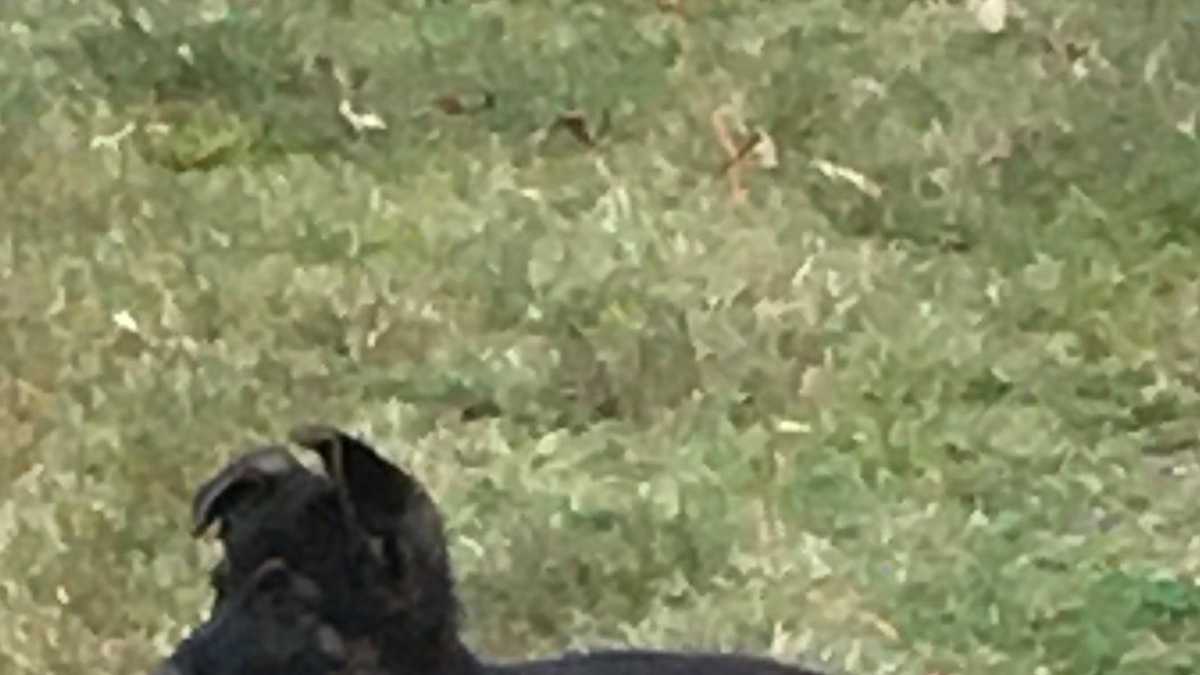 Lost and Found Pets in the WXII 12 Community