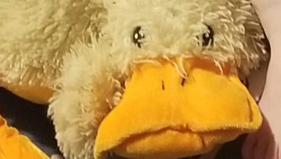 Have you seen this duck? 2-year-old's stuffy lost in Rockland - WMTW