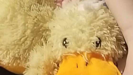 Have you seen this duck? 2-year-old's stuffy lost in Rockland