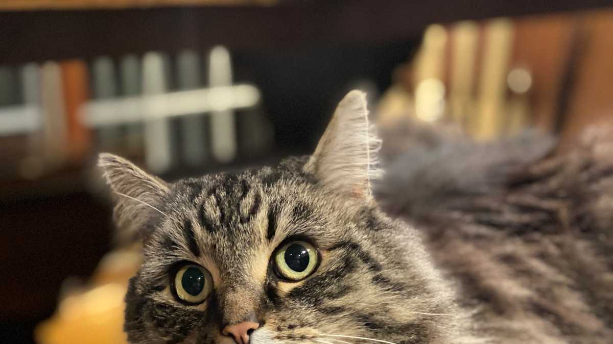 Lost and Found Pets in the WXII 12 Community