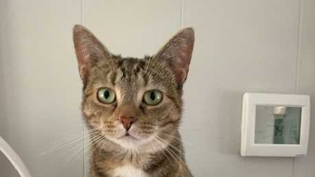Lost and Found Pets in the WXII 12 Community
