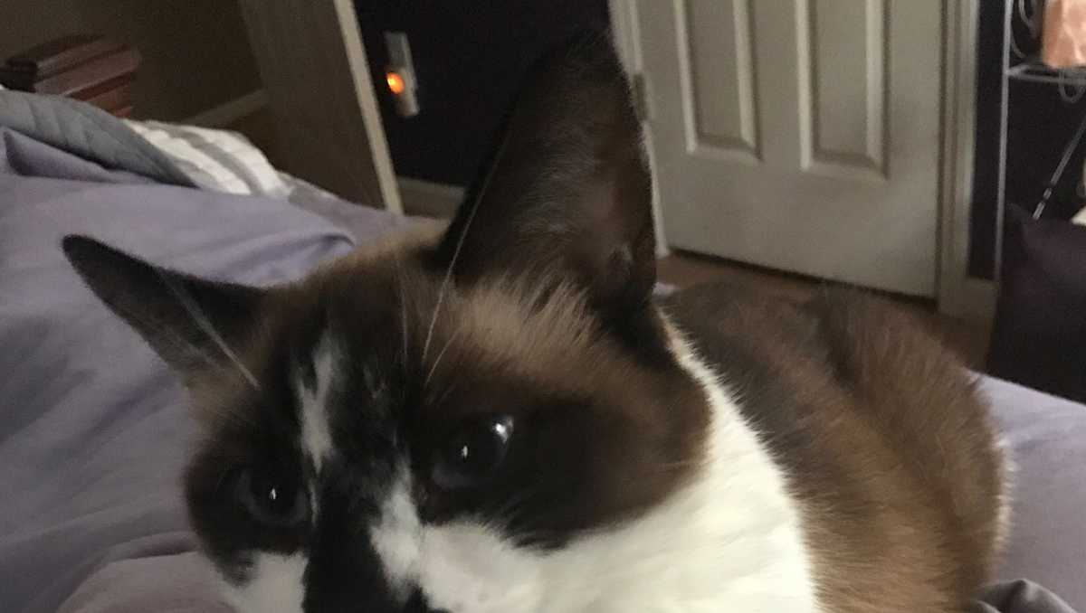 Lost and Found Pets in the WXII 12 Community