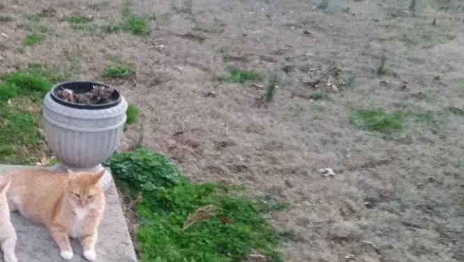 Lost and Found Pets in the WXII 12 Community