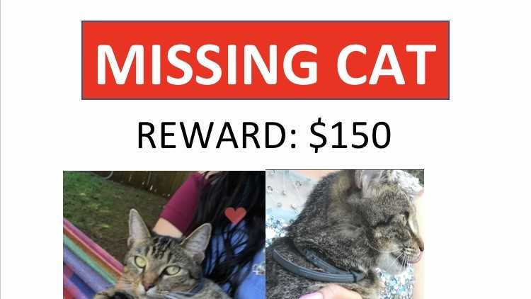 Lost and Found Pets in the WXII 12 Community