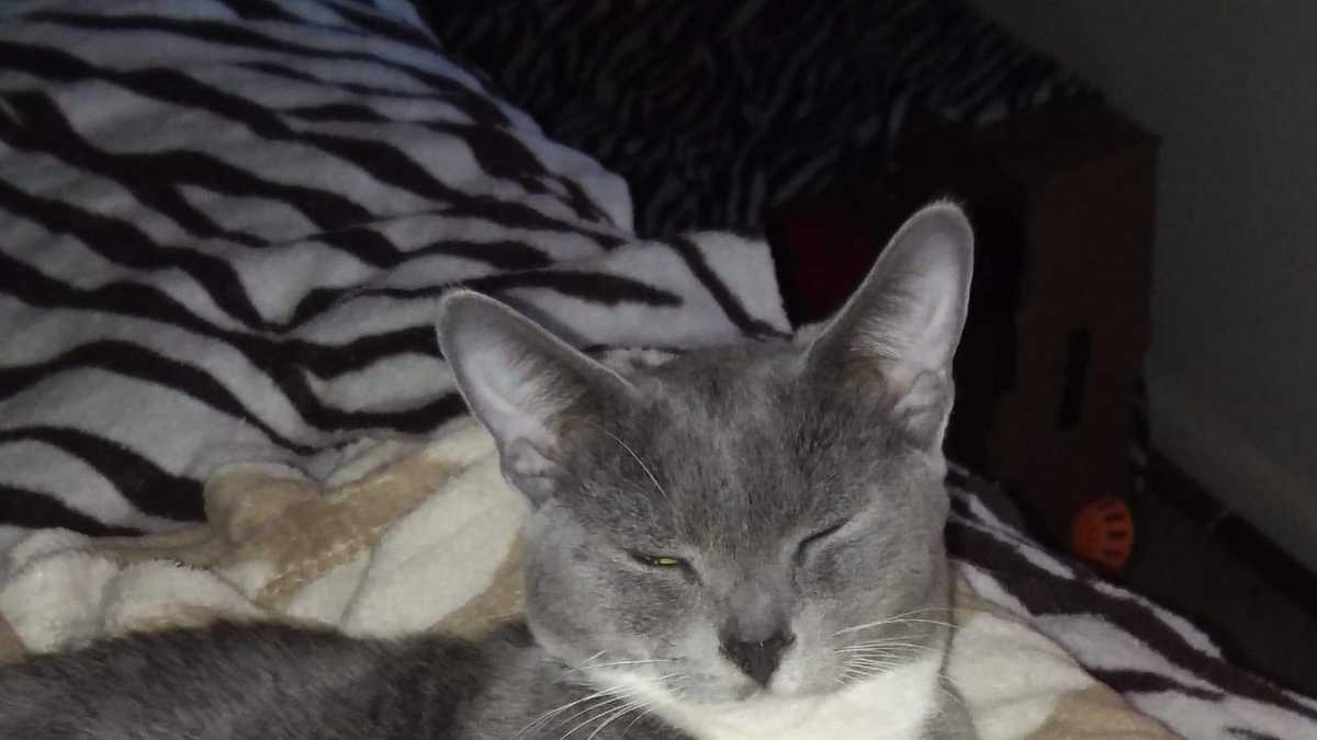 Lost and Found Pets in the WXII 12 Community