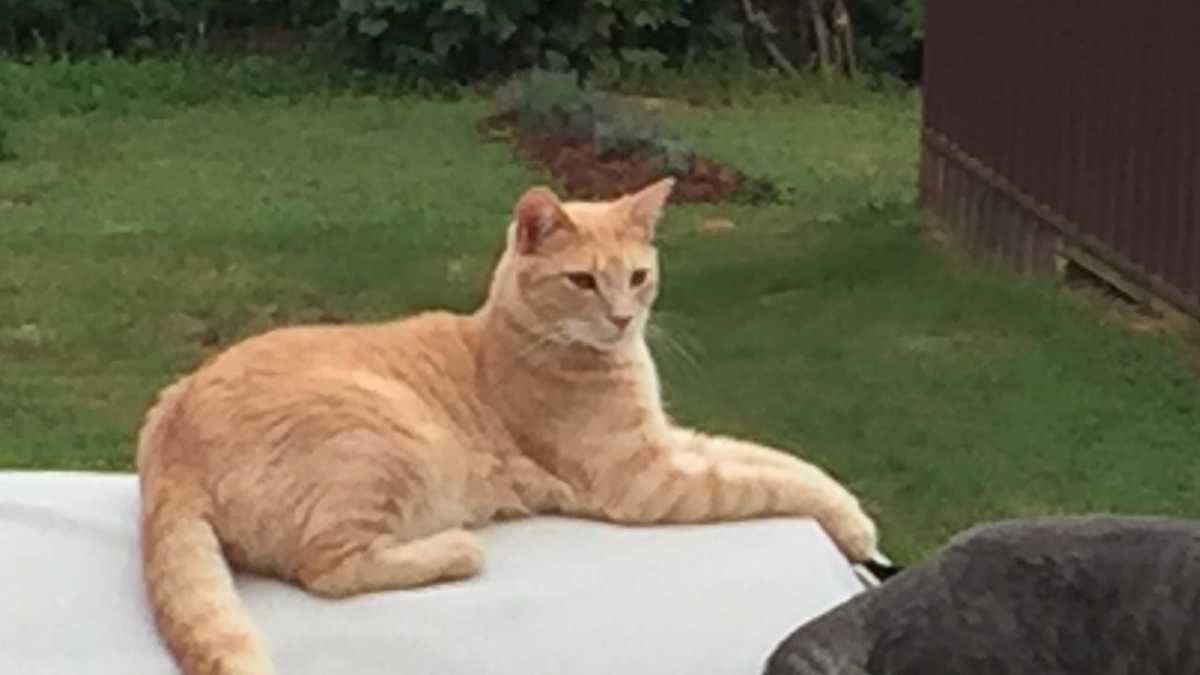 Lost and Found Pets in the WXII 12 Community