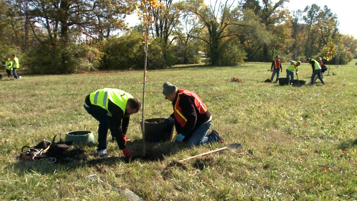 Study shows Louisville's declining tree canopy has improved
