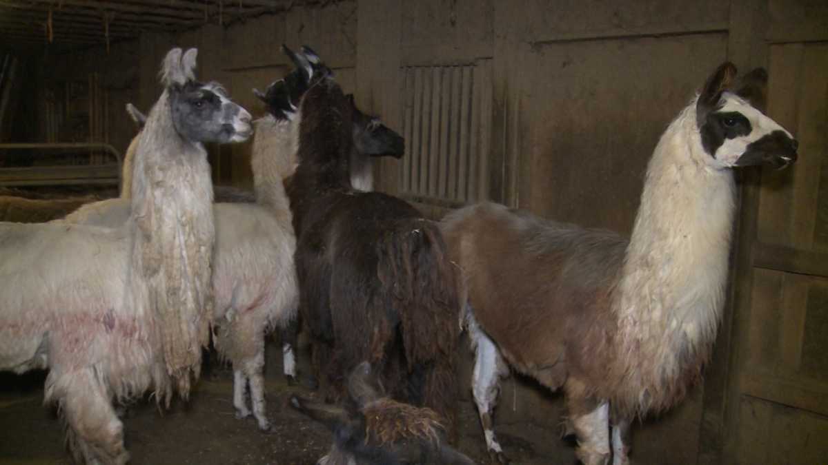Mysterious attack leaves 6 llamas dead