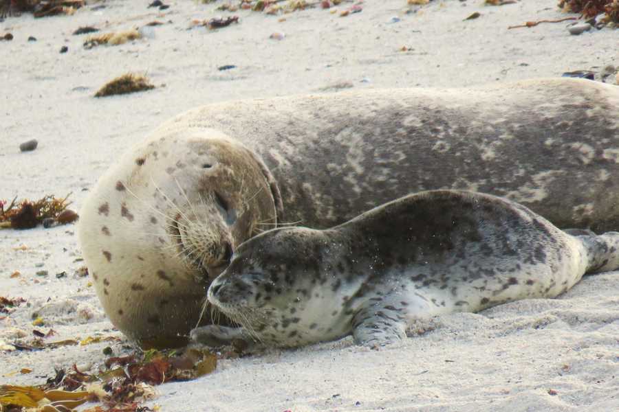 PHOTOS: Harbor seal pups born in Pacific Grove