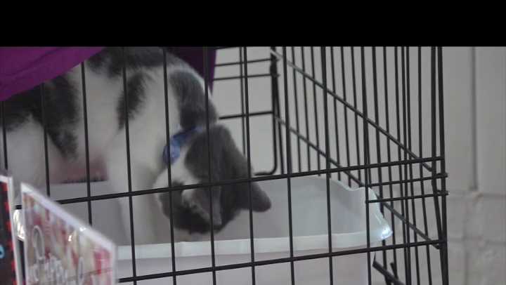 Love to Litter returns to Waterville this Valentine's Day