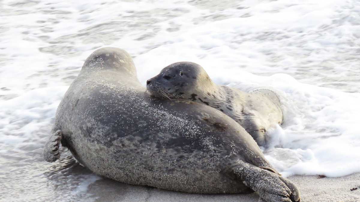 PHOTOS: Harbor seal pups born in Pacific Grove