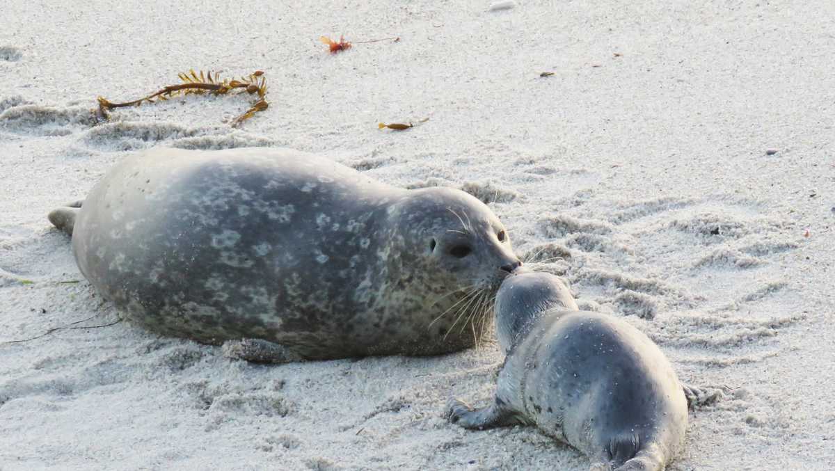 PHOTOS: Harbor seal pups born in Pacific Grove