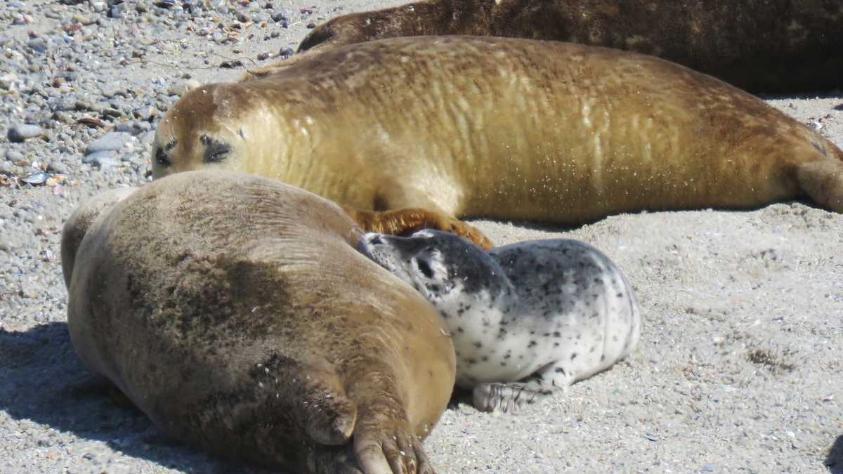 PHOTOS: Harbor seal pups born in Pacific Grove