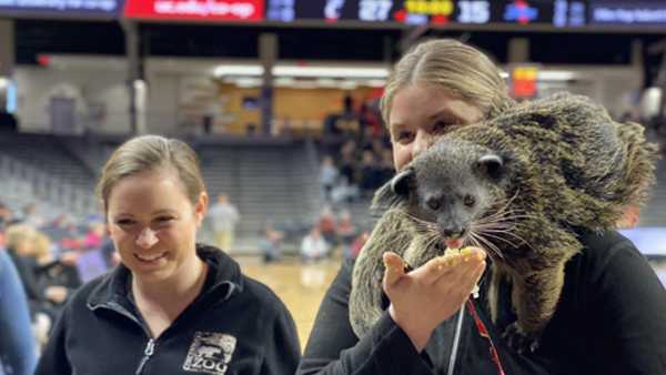 Lucille the bearcat makes first official appearance as UC mascot