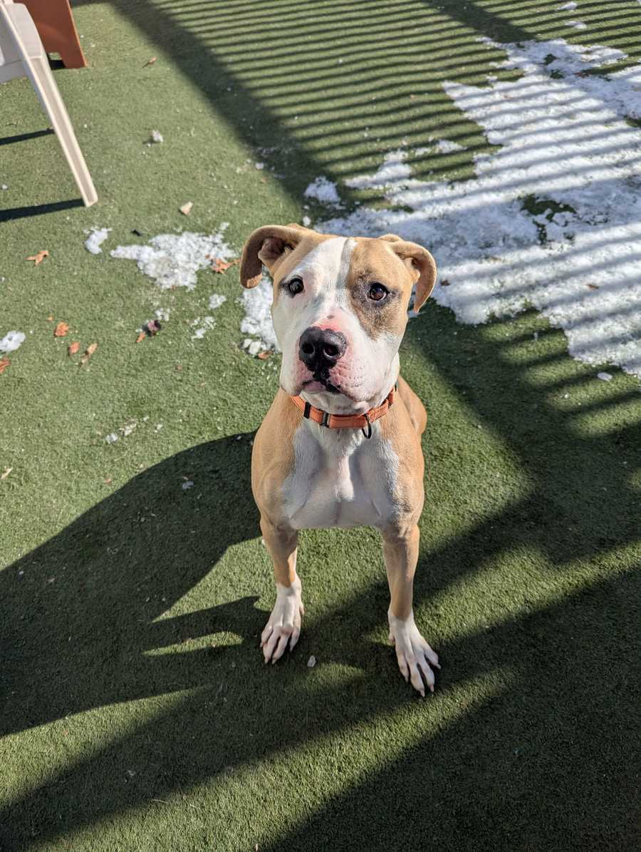 Dogs from LA shelters up for adoption in Mass.