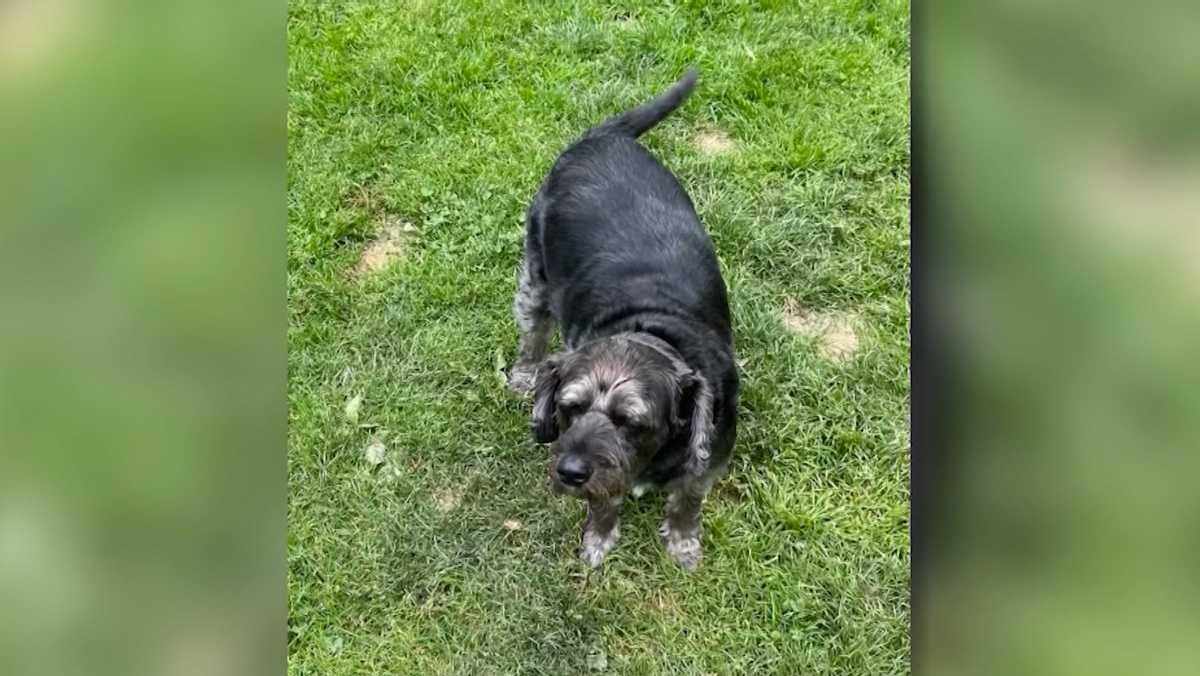 PA veteran's dog Lucky missing after carjacking; Suspect arrested