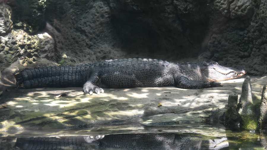 Cincinnati Zoo alligator returns to habitat following near-fatal infection