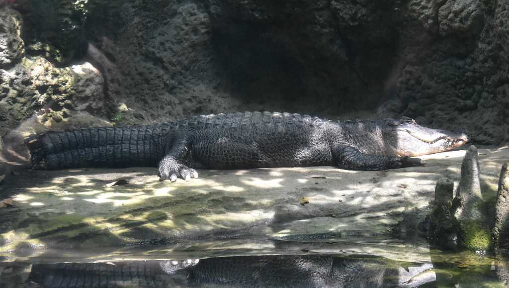 Cincinnati Zoo alligator returns to habitat following near-fatal infection