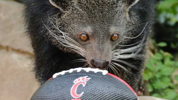 Lucy the bearcat, UC's live mascot, is retiring