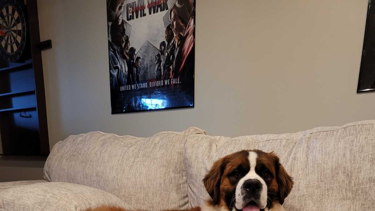 Dog recovering from surgery after 20-foot fall from overpass