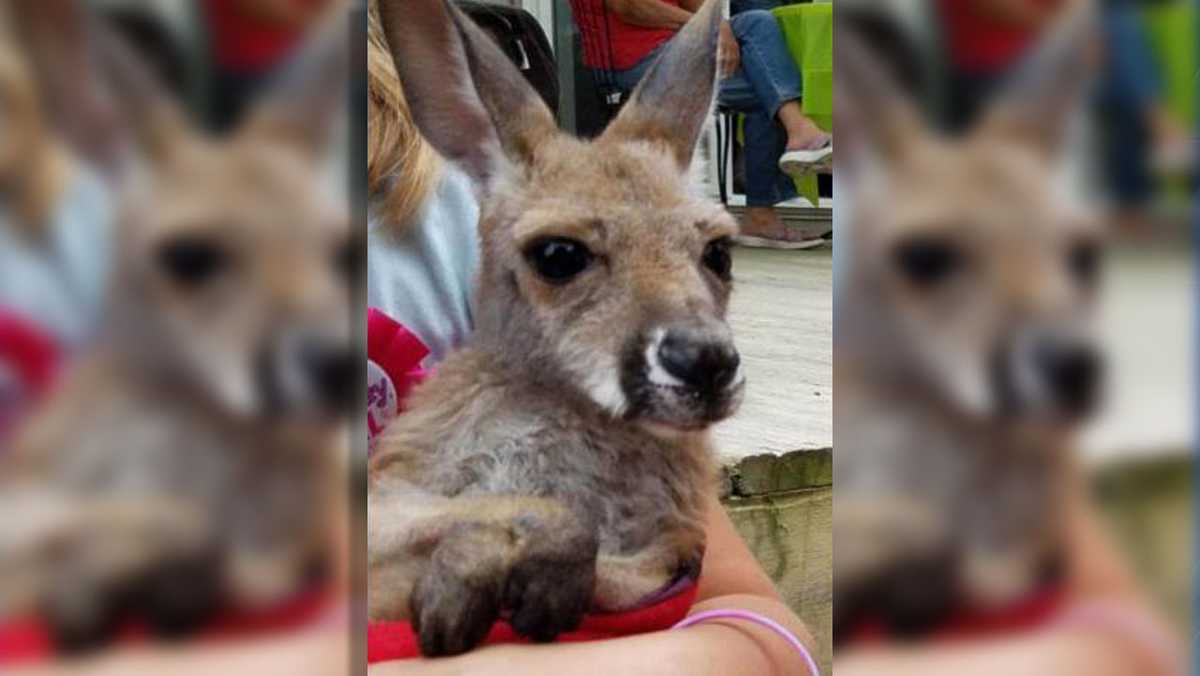 Kangaroo killed in Wisconsin hit-and-run crash