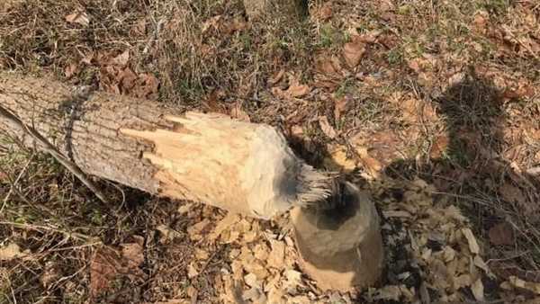 Lumberjack beaver chews tree, turns out lights in Kentucky