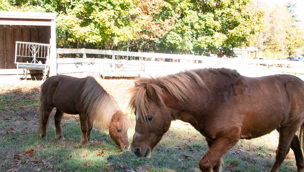 'Majestic' pair of mini stallions up for adoption