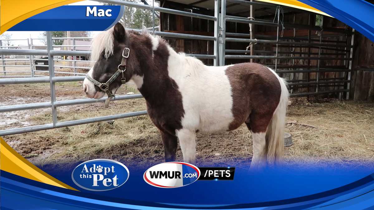 Adopt This Pet: Mac