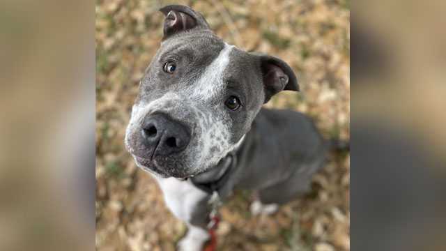 Meet Macchi: WESH 2 the Rescue dog of the week