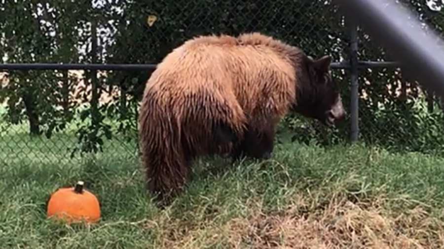 Galt sanctuary gives 3-legged, orphaned bear cub new life
