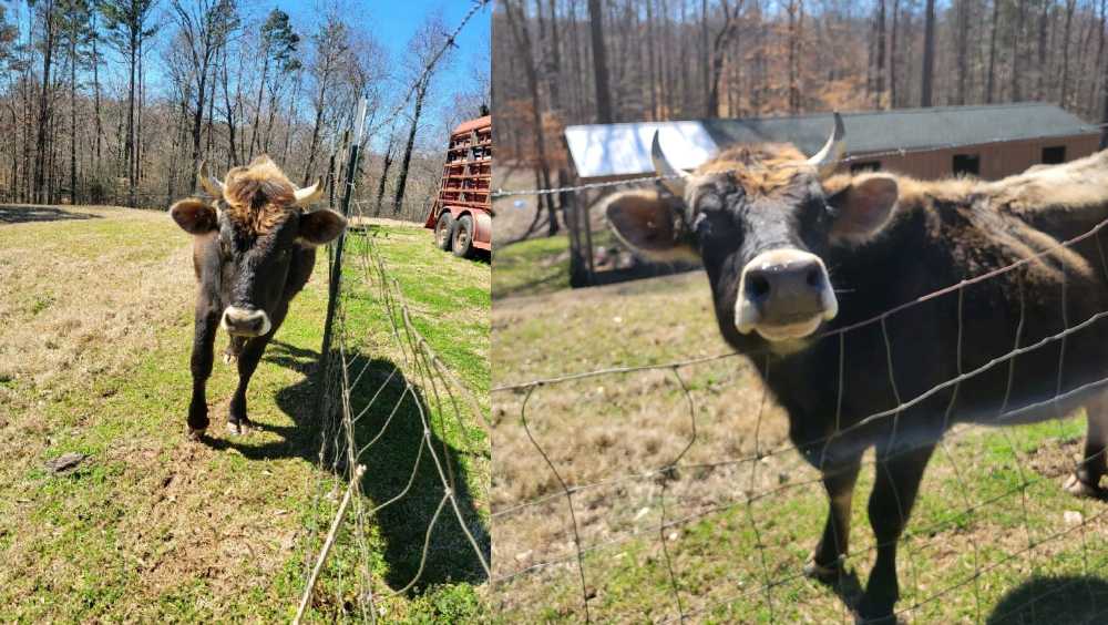 Seneca animal shelter finds home for bull, 'largest dog ever'