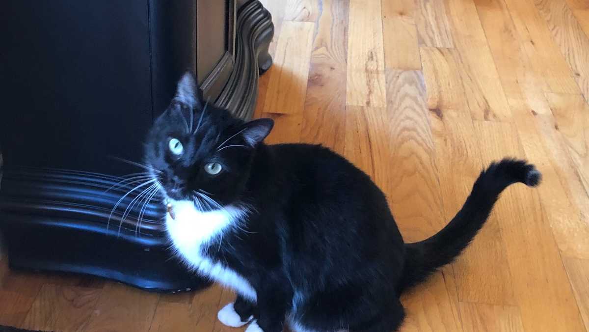 Lost and Found Pets in the WXII 12 Community