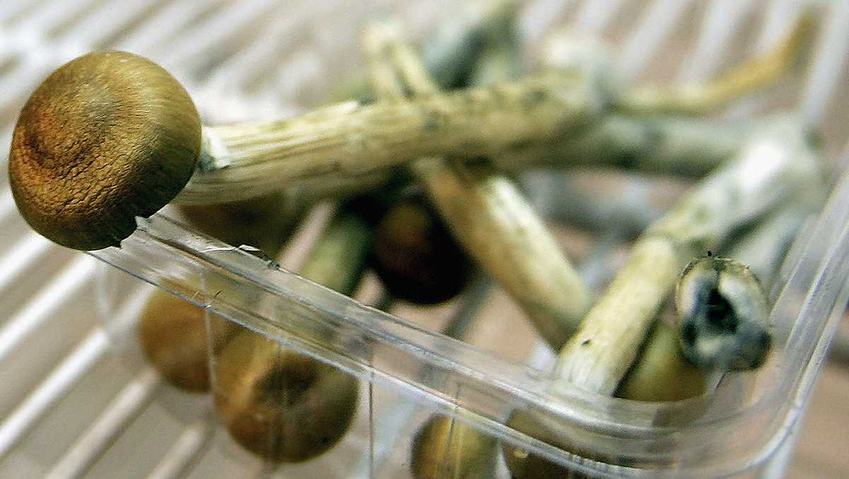 One dose of 'magic mushroom' drug reduces anxiety and depression in ...