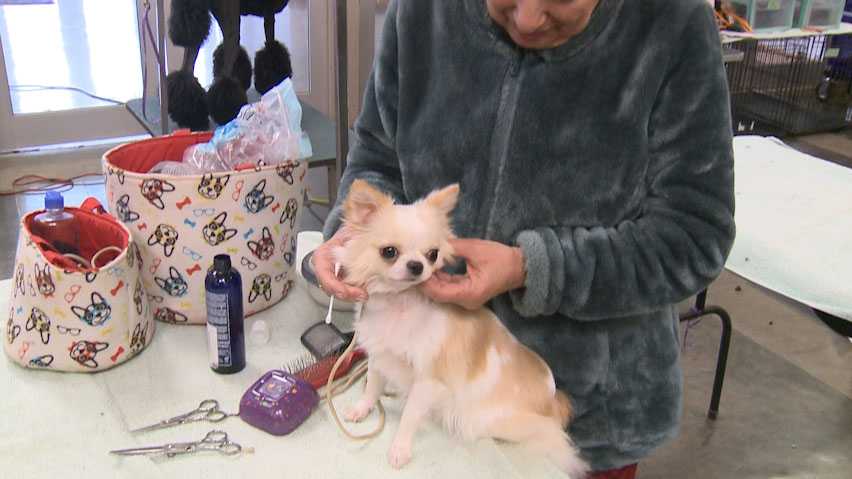 Mississippi Coliseum has gone to the dogs