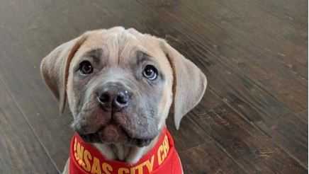 Patrick Mahomes shows off adorable new puppy