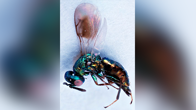 New species of wasp found in Maine