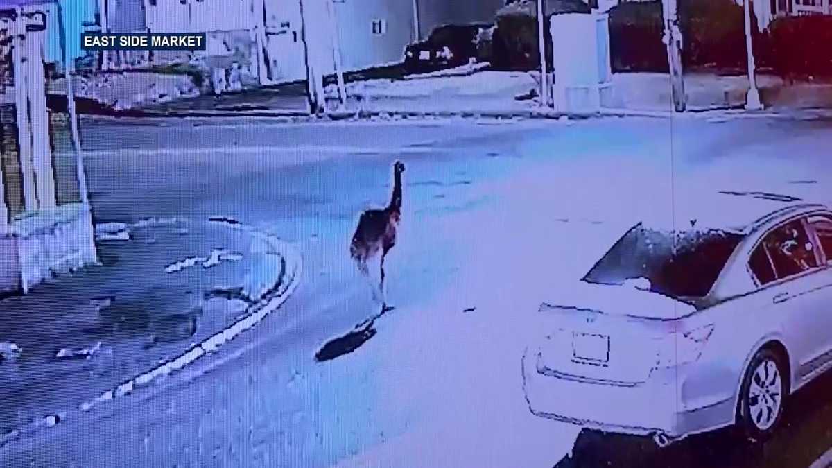 Massachusetts emu escapes, leads owners, police on chase through ...