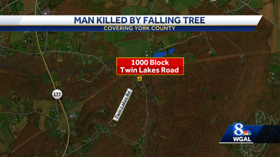 Tree care company worker killed by falling tree