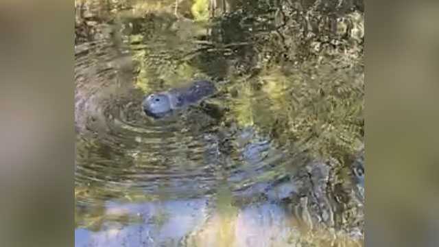Manatee dies after being stuck in New Smyrna canal