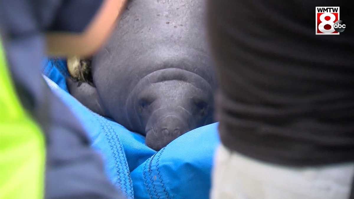 Volunteers rescue manatees stuck in a golf course pond
