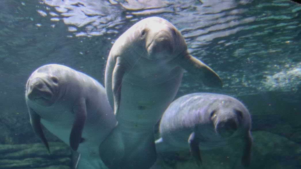 Cincinnati Zoo welcomes new manatee after returning 2 back home to Florida