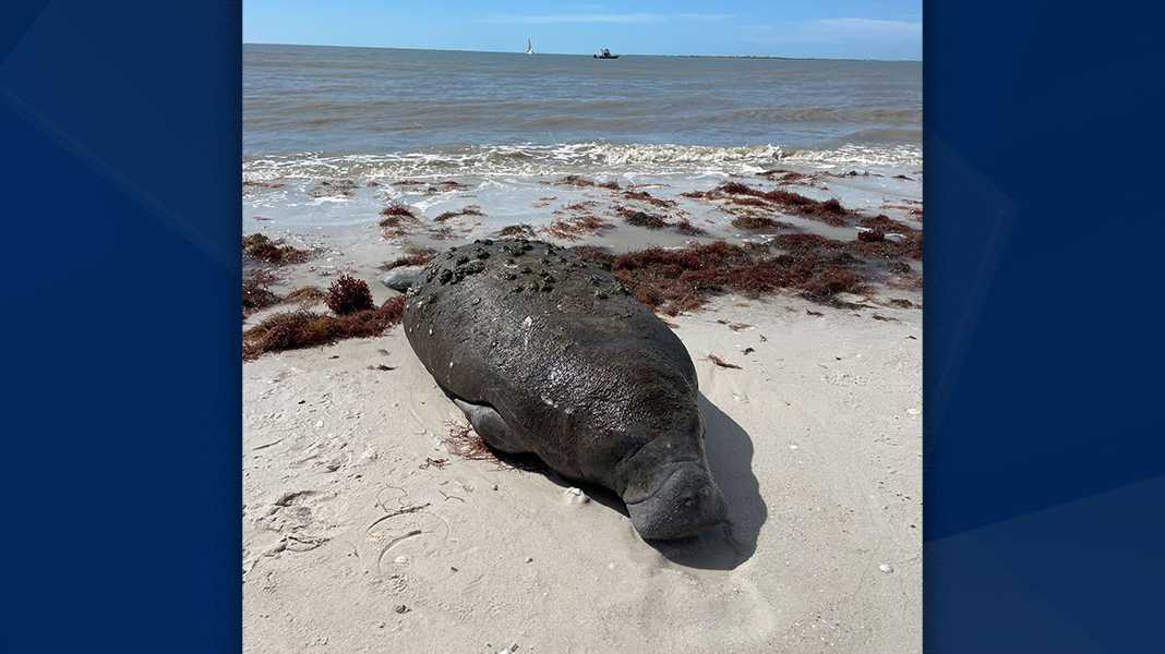 Beached manatee on Fort Myers Beach rescued by Florida Wildlife ...