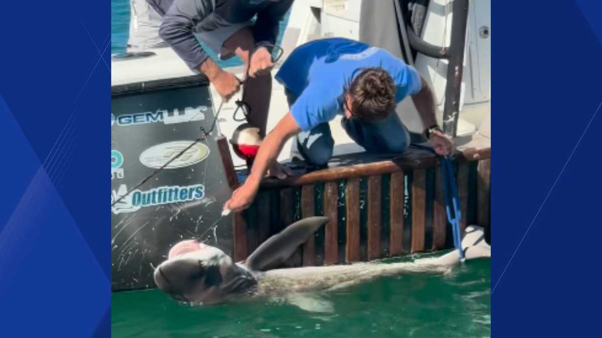 Shark rescued after getting tangled in crab trap buoy line near beach ...