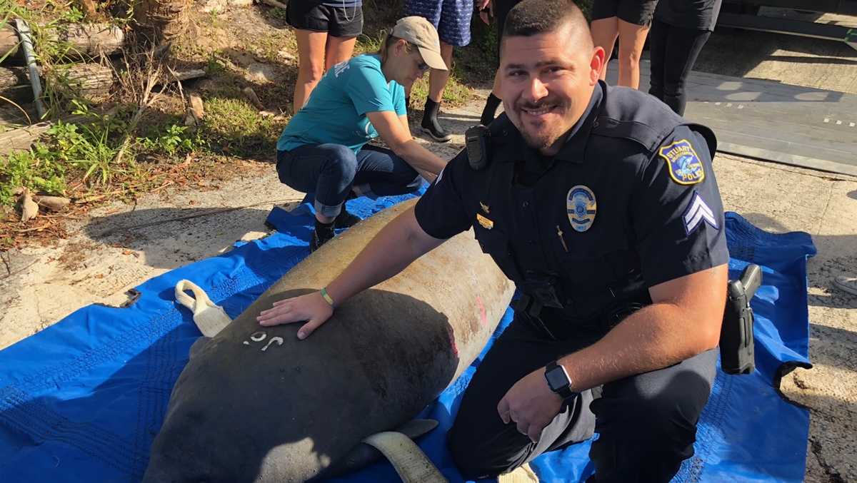 Injured manatee released in Stuart after lengthy recovery