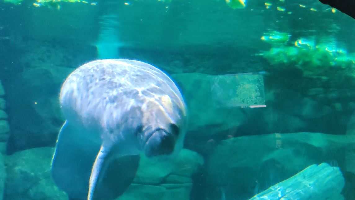 Manatees rehabilitated at Cincinnati Zoo to return to native Florida waters