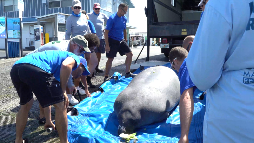 Rescued manatee flown to Florida on cargo plane